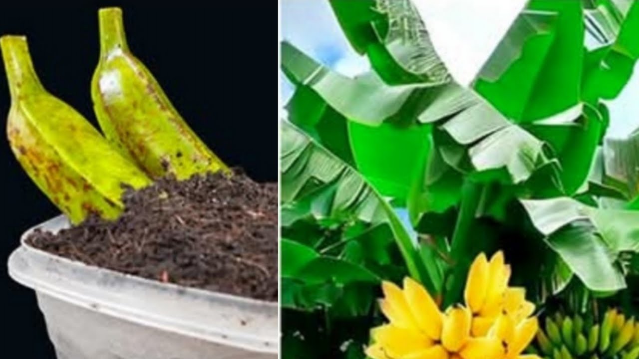 Best and Easy to grow banana plant at home from fruit || Step-by-step guide - YouTube