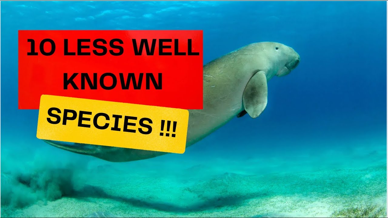 10 Least Well-known Species - YouTube