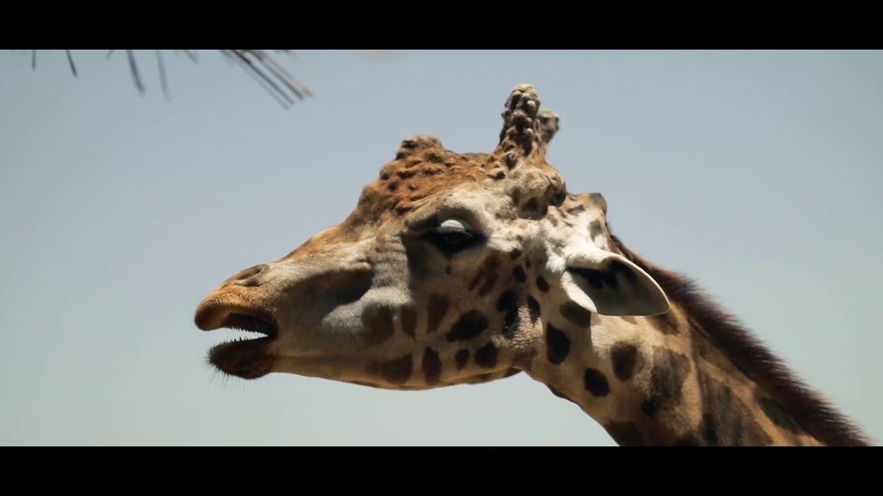 Friguia Park, Tunisia. 2020 - YouTube