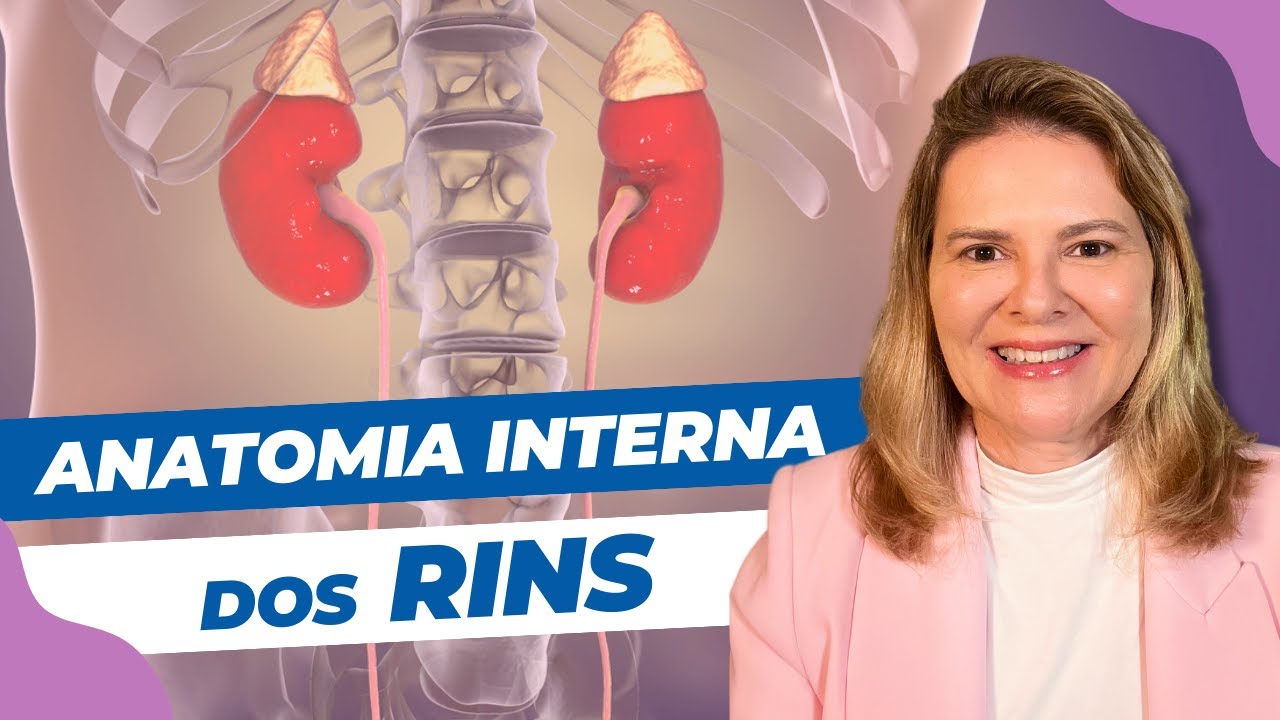 Anatomia Interna dos Rins | Anatomia para Você - YouTube