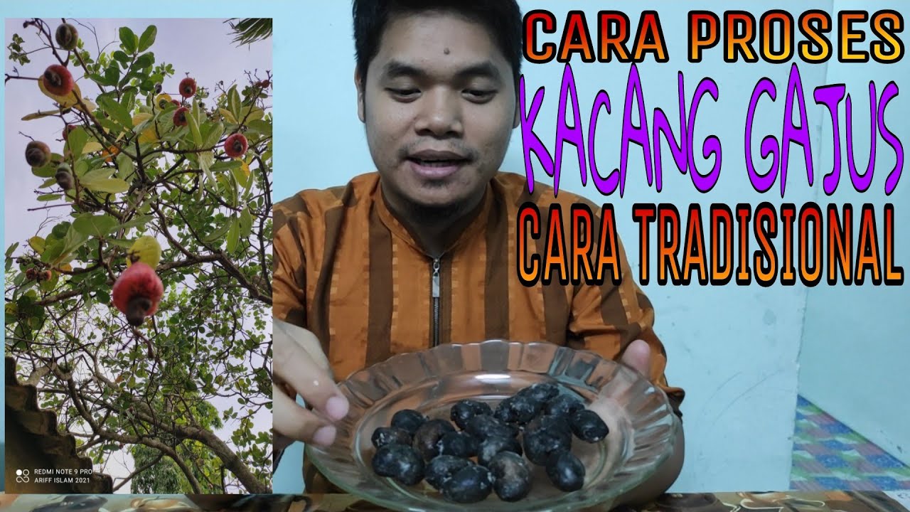Cara Proses Kacang Gajus Secara Tradisional | Kenangan Budak 90an ...