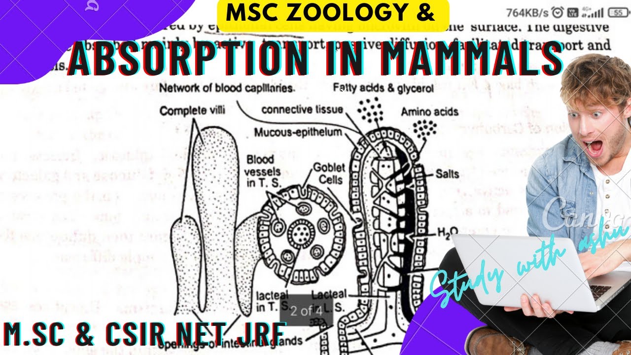 Absorption in mammals msc zoology | digestive food absorption in ...
