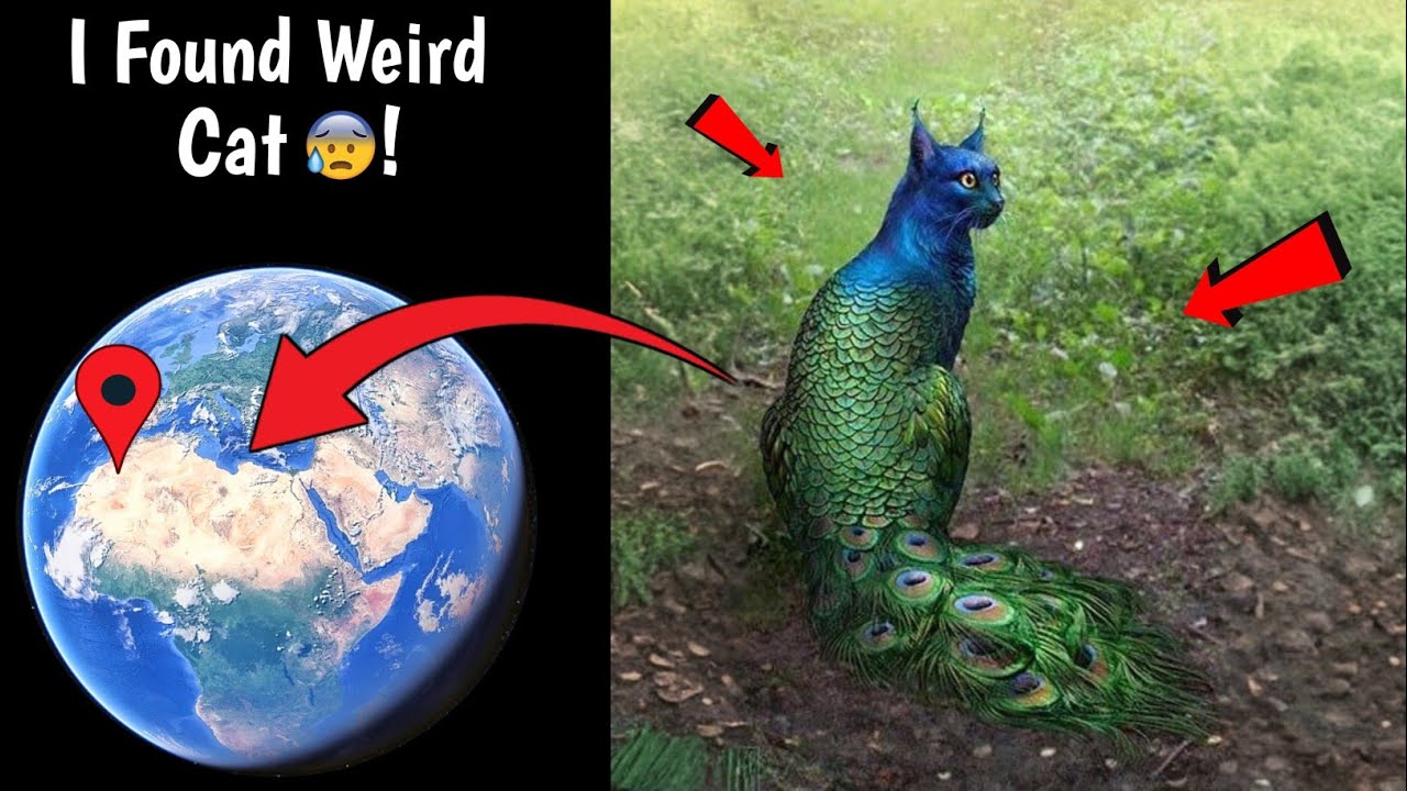 😰🐈‍⬛ I Found Weird Cat In Real Life On Google Earth and Google Maps ...