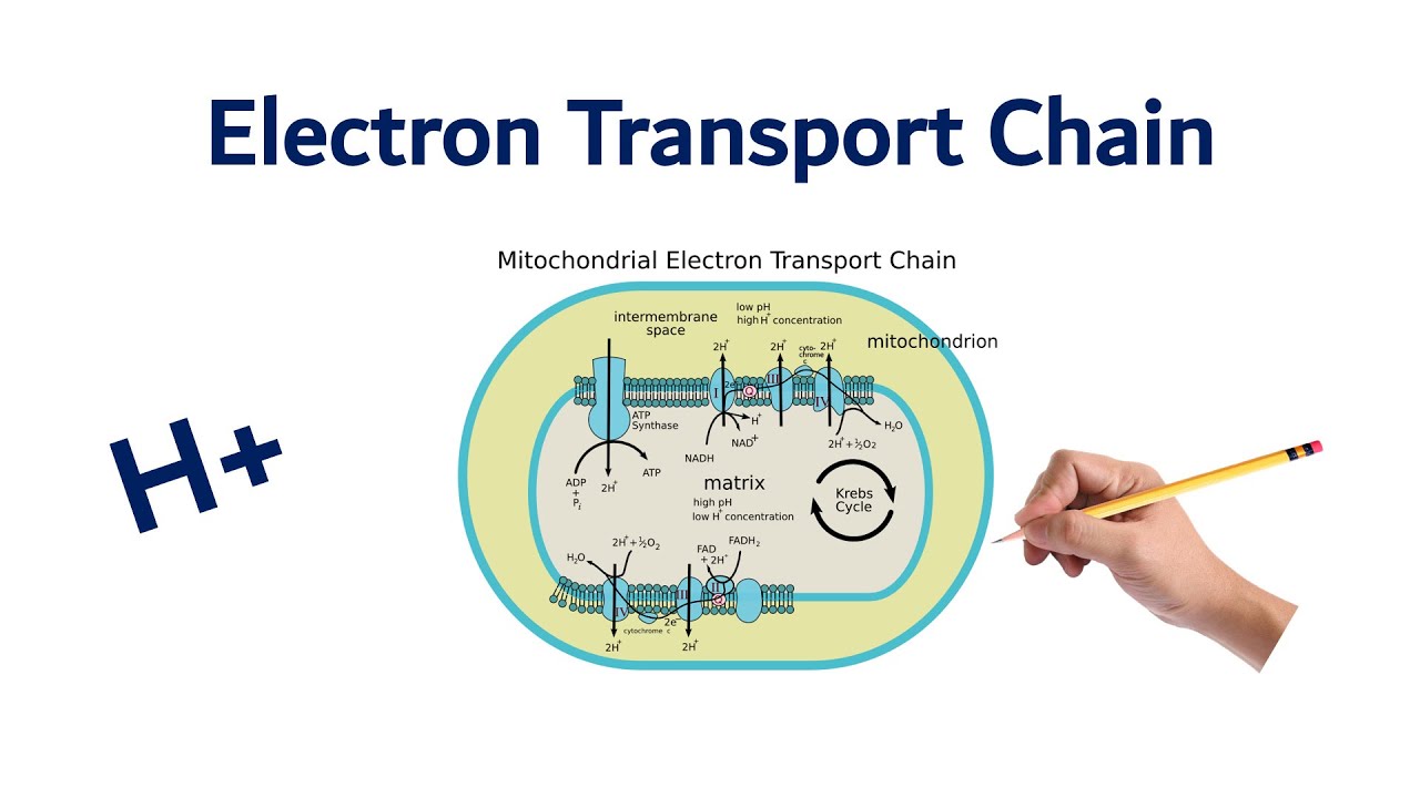 Electron Transport Chain Definition Steps Products