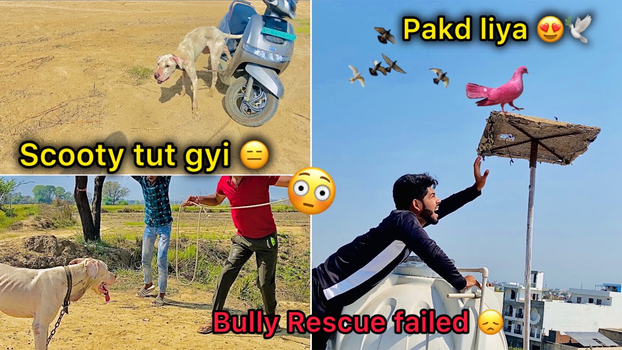 Papa ne pakda colorfull pigeon 😍 ( Bully dog last rescue failed 😞 - YouTube