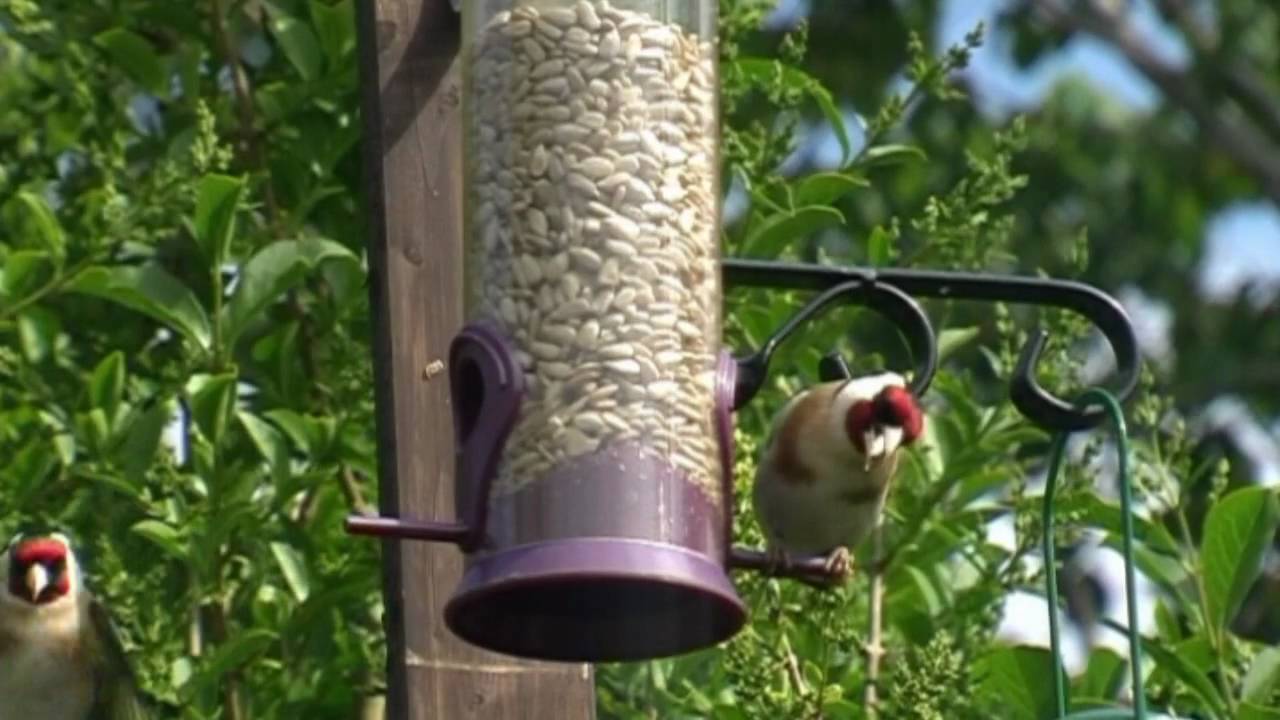 Goldfinches Flying in Slow Motion - YouTube