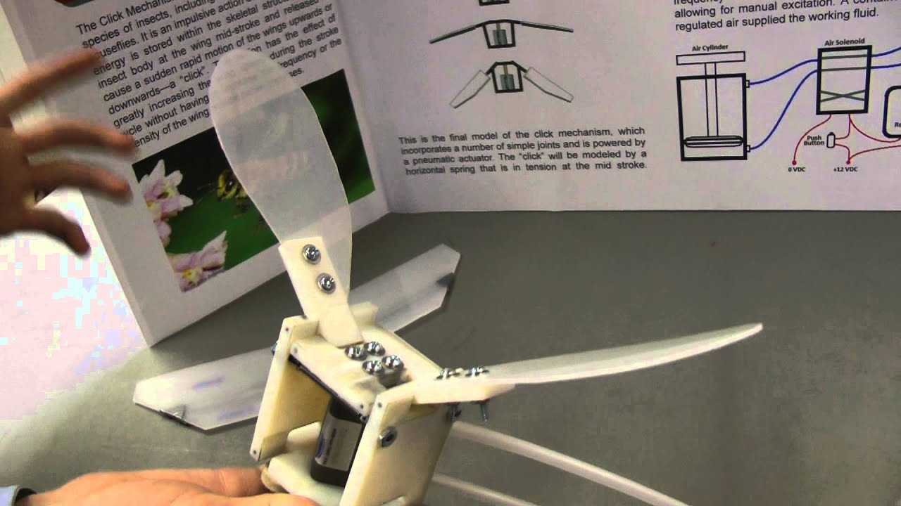 The Click Mechanism in Insect Flight 1 - YouTube
