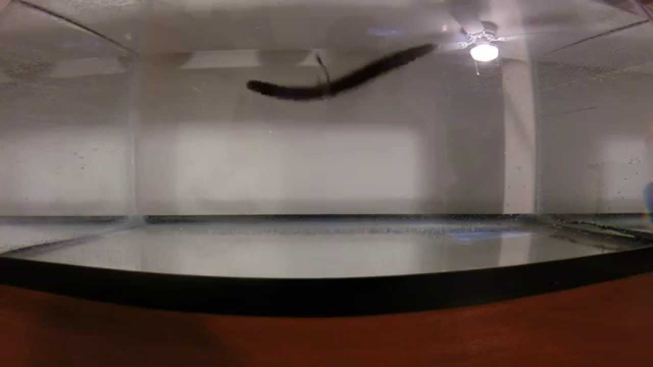 Snack Daddy Lures 5 inch Snack Stix - YouTube