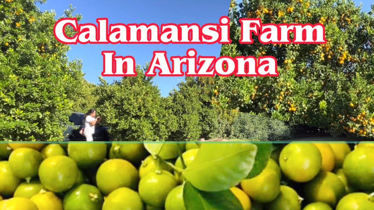 Calamansi Farm in Waddell Arizona - YouTube