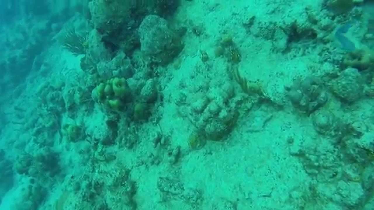 SCUBA diving Cane Bay Wall St. Croix, with friendly turtle - YouTube