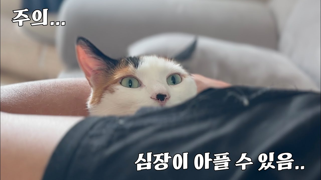 껌딱지 고양이 모음집😱 Youtube