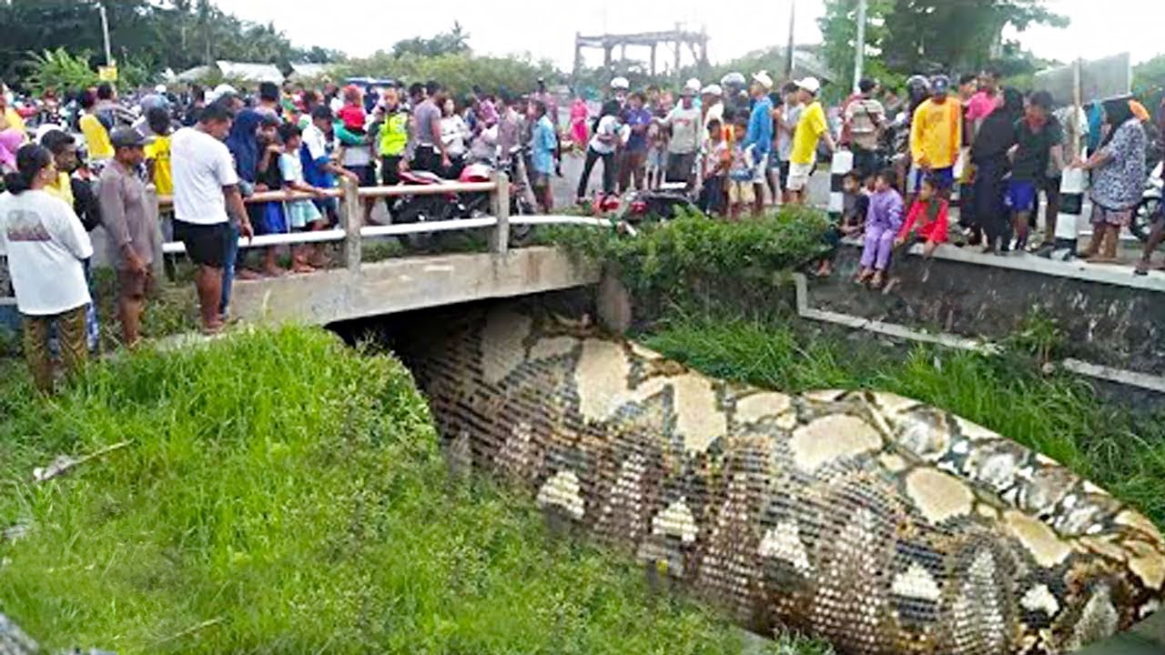 Biglang Natuyo ang ilog, Namutla sila sa Nagtatago sa ilalim ng Tulay ...