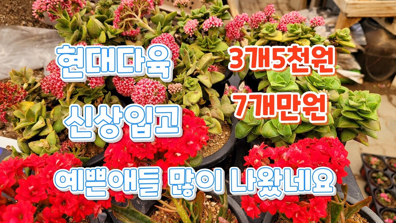 ※현대다육 대품 창다육 구입기회 신상다육 입고선착순줍줍 화이트그리니 염자미씽유립스틱로즈베이라울레티지아미니벨금