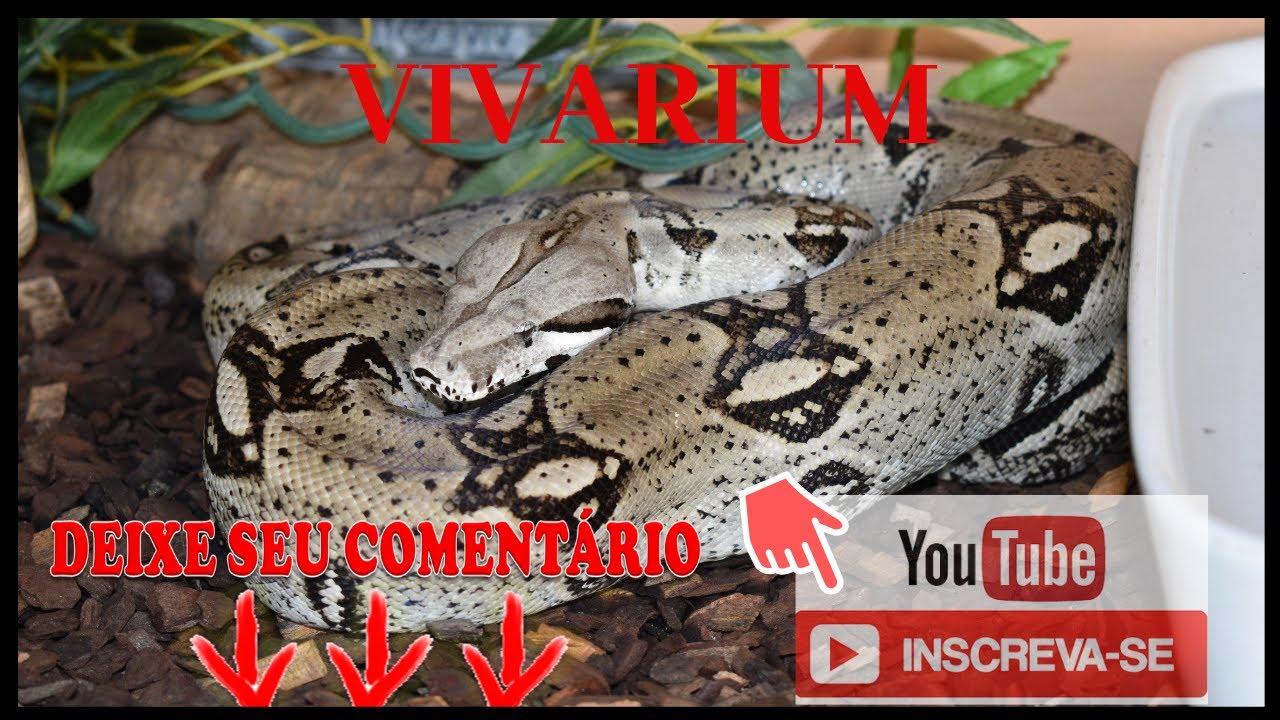 Jiboia e Ball Python Vivarium de minhas serpentes - YouTube