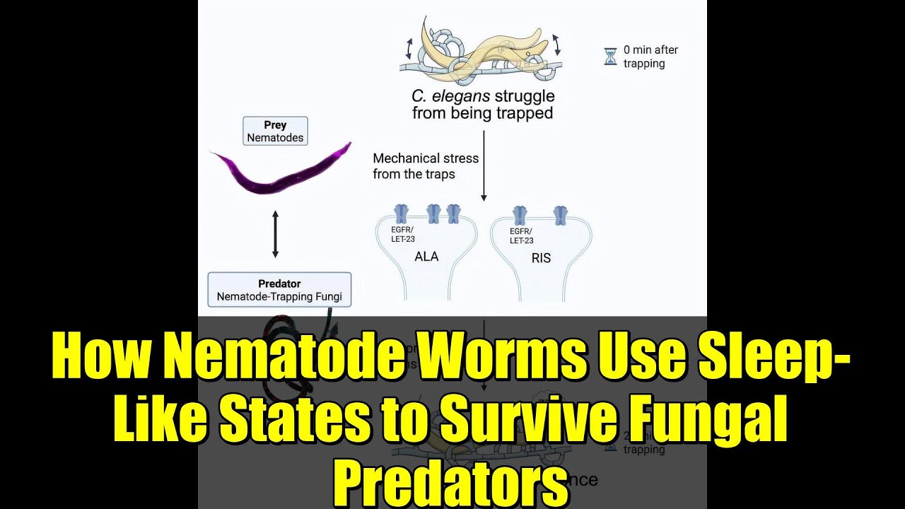 How Nematode Worms Use Sleep-Like States to Survive Fungal Predators ...