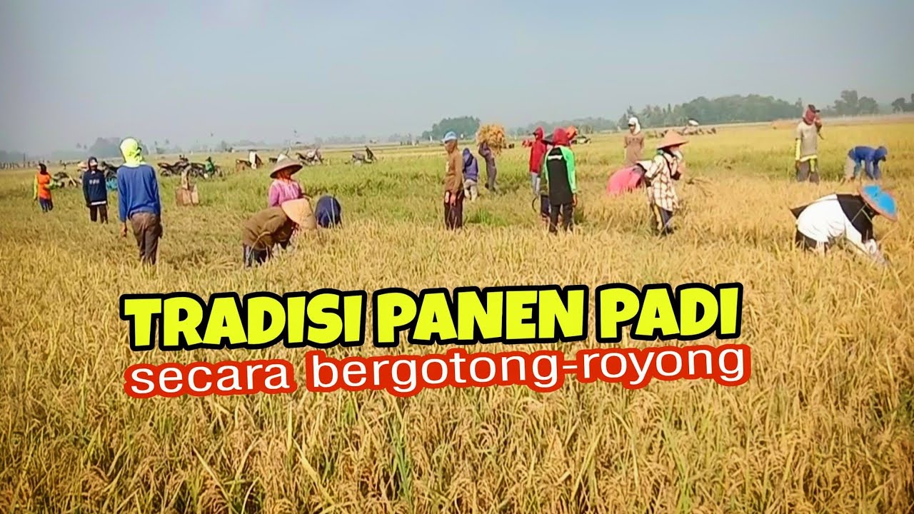PROSES PANEN PADI DI KAMPUNG SECARA BERGOTONG ROYONG - YouTube