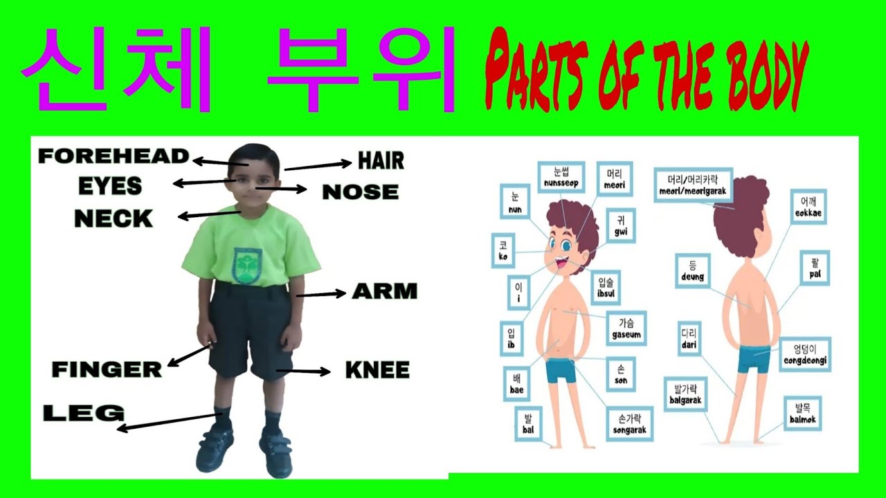 Body Parts ( KOREAN) - YouTube