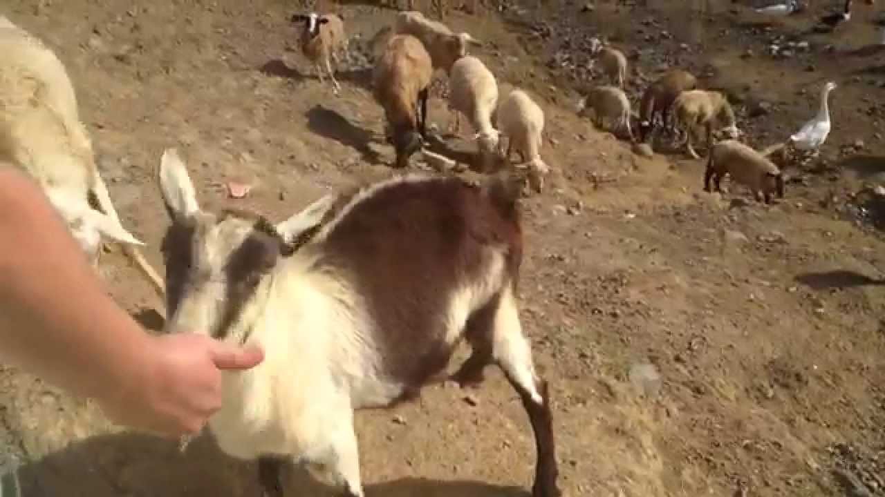 Feeding the Goats at Hacienda Maribó in Adjuntas, Puerto Rico - YouTube