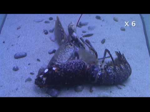 Mue de homard / Lobster molting - YouTube