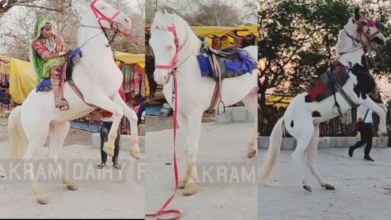 chittorgarh qila rajasthan historical place #marwadi ghode ghodiya ...