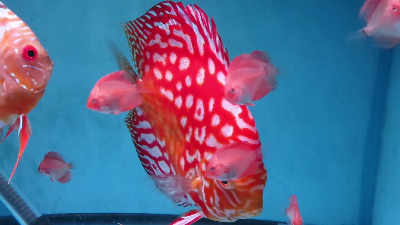 Discus fry 20 days old free swimming Red Eagle x Golden Island - YouTube