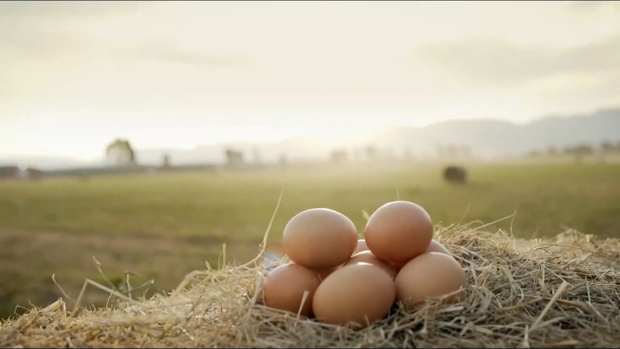 Gromer EezeeEggz - Now available! - YouTube