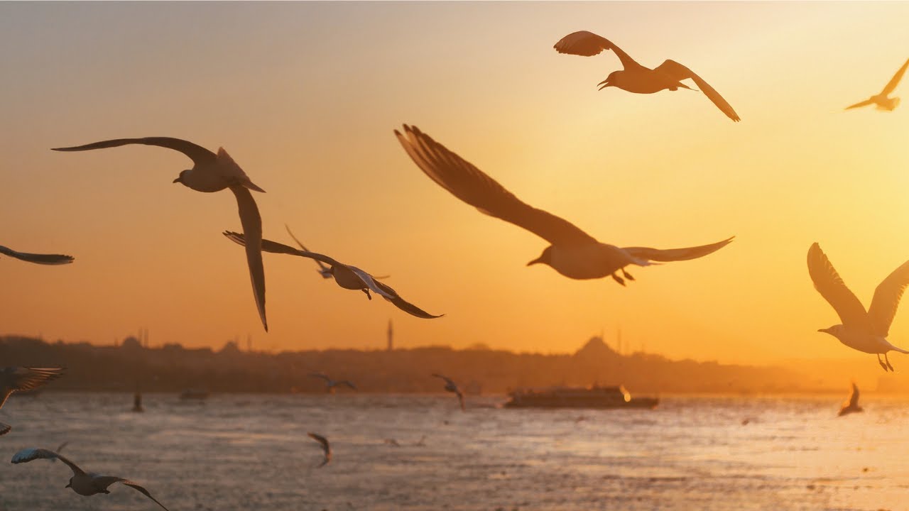 Amazing Birds Flying into the Sunset | Scenic Relaxation with Beautiful ...