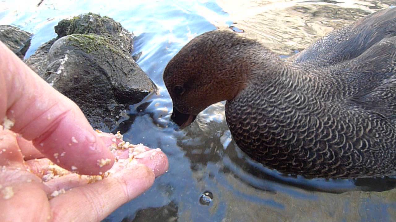 Nibbles the Happy Duck (Gadwall) - YouTube