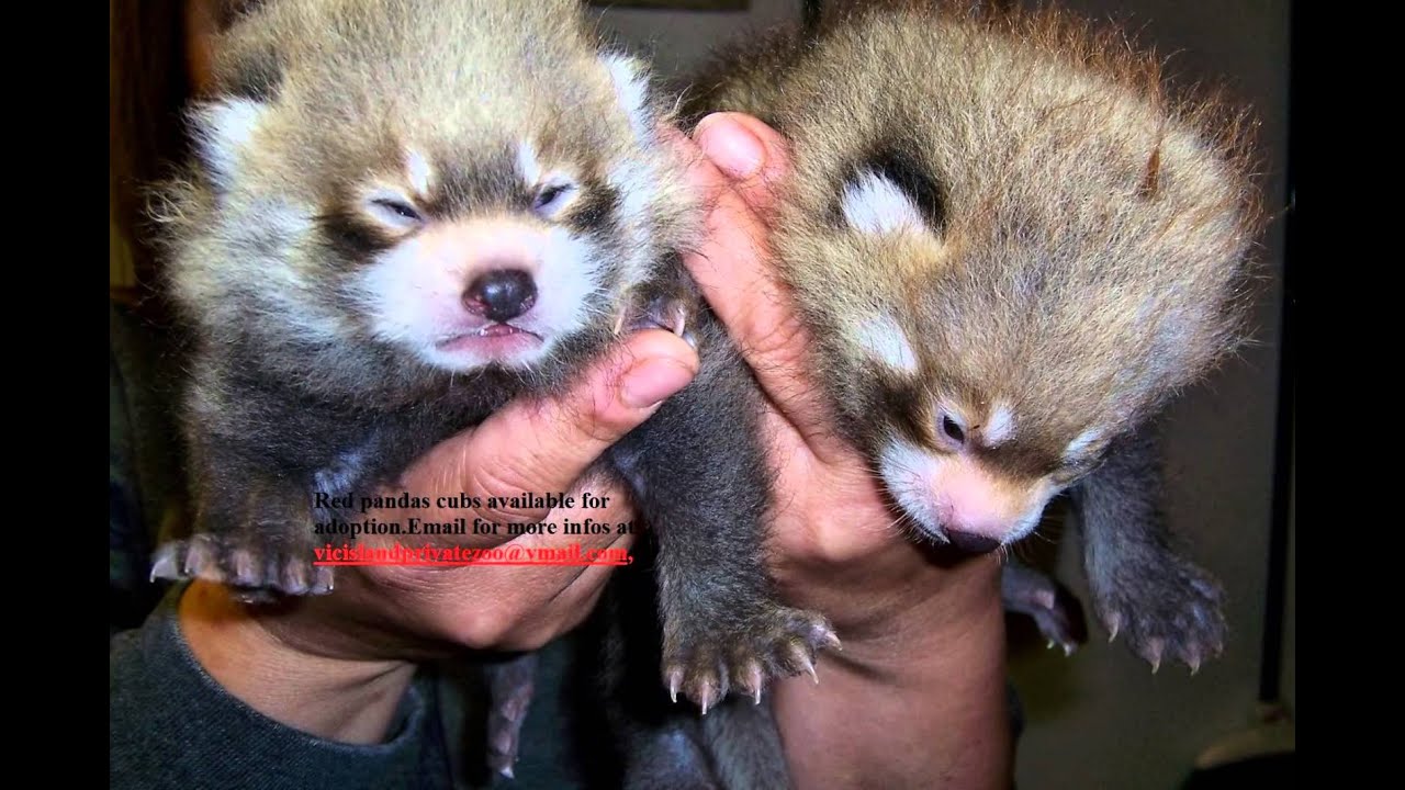 Red panda available for adoption - YouTube