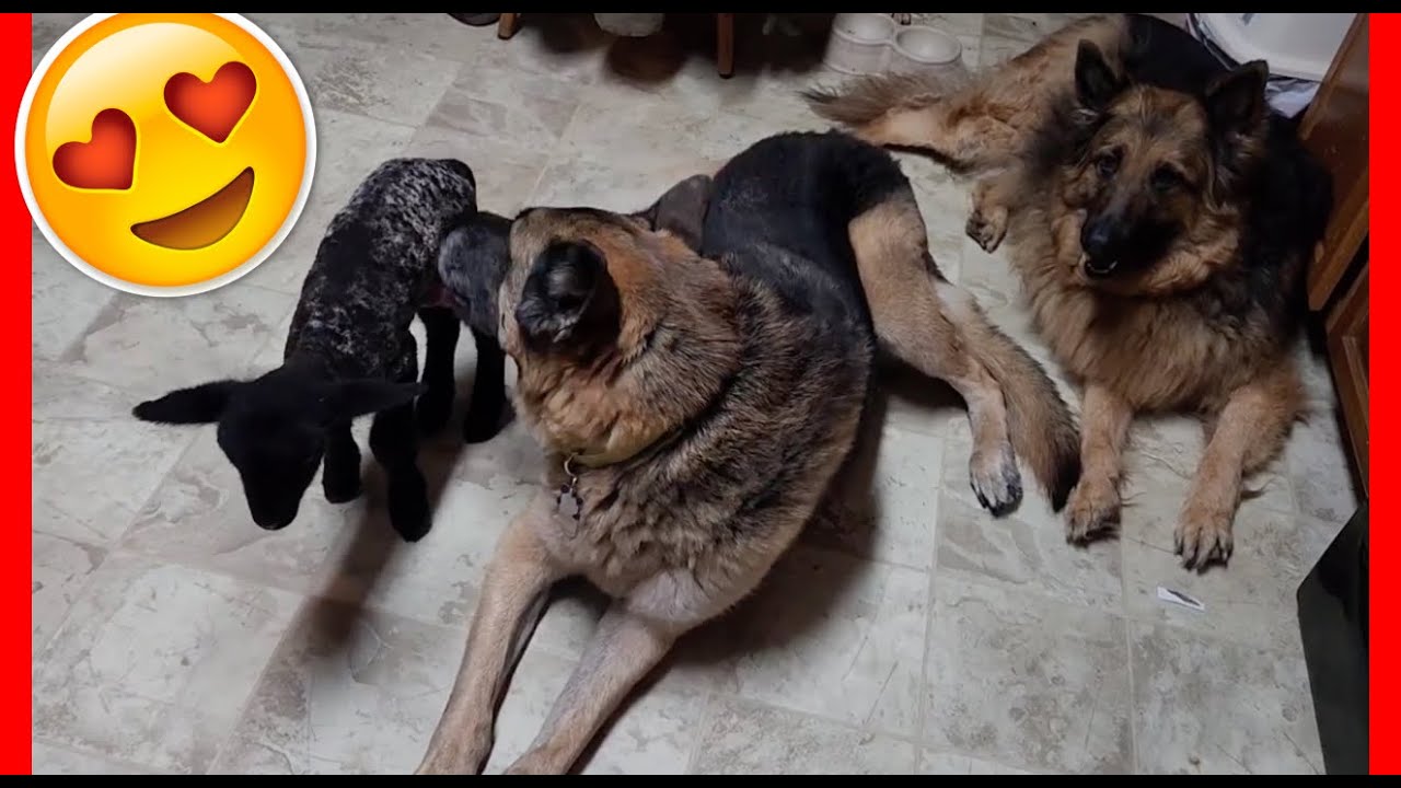 Only German Shepherd can make us HAPPY and LAUGH - Funny and Cute ...
