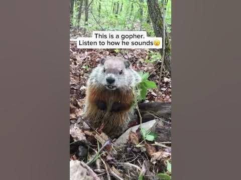 Gophers are burrowing rodents known for their extensive tunnel systems# ...