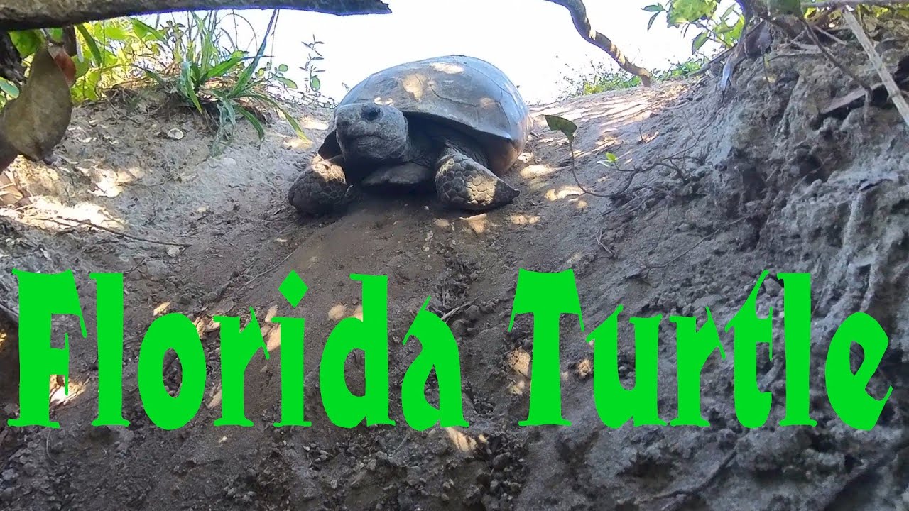 Turtle near River Bend Park, Jupiter, Florida - YouTube