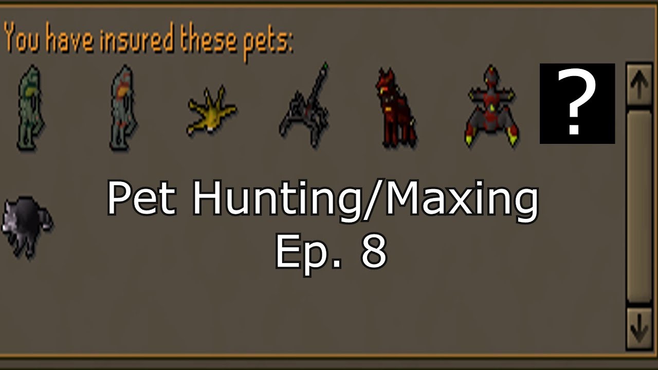 OSRS - Pet Hunting/Maxing Ep. 8 - Painz Rath - YouTube