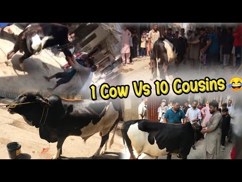 1 Cow Vs 10 Cousins 😂| Cousins Ne Mil Kar Cow Ko Zibha Kr Diya 🥵| Eid ...