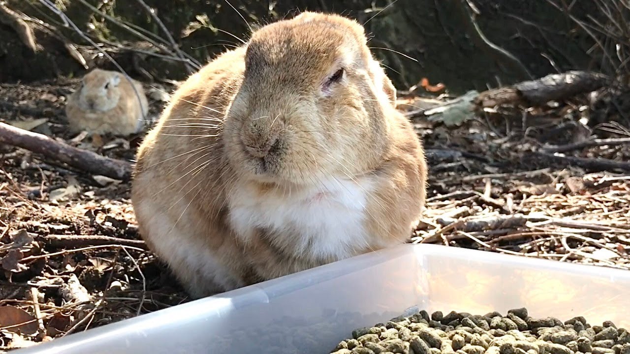 Rabbit completely frozen in place - YouTube