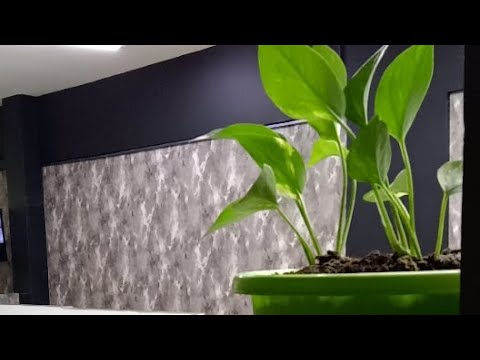 Boy Arasaw TV is live! update - YouTube
