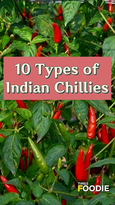 10 types of Chillies that are grown in India 🥵 #shorts #chillies - YouTube
