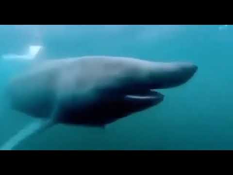 Shark Pog basking shark meme - YouTube