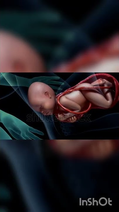 parturition/fetal ejection reflex - YouTube