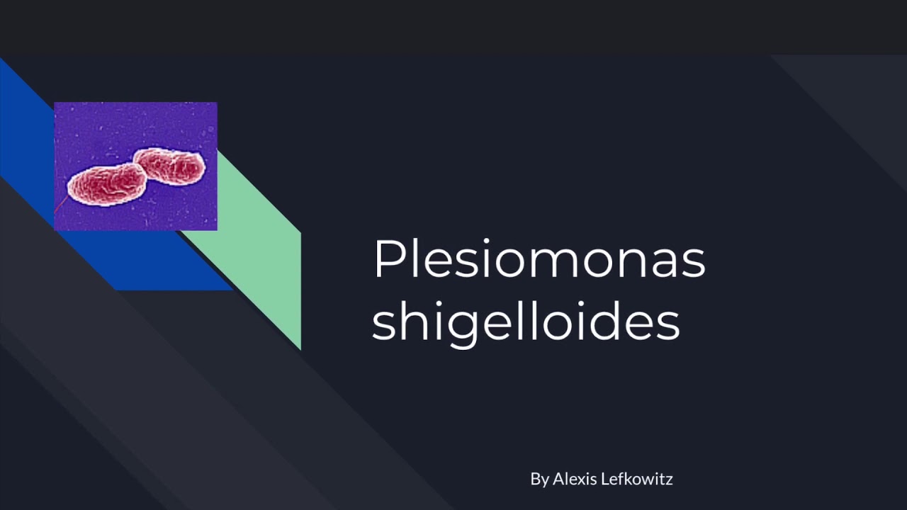 Plesiomonas shigelloides - YouTube