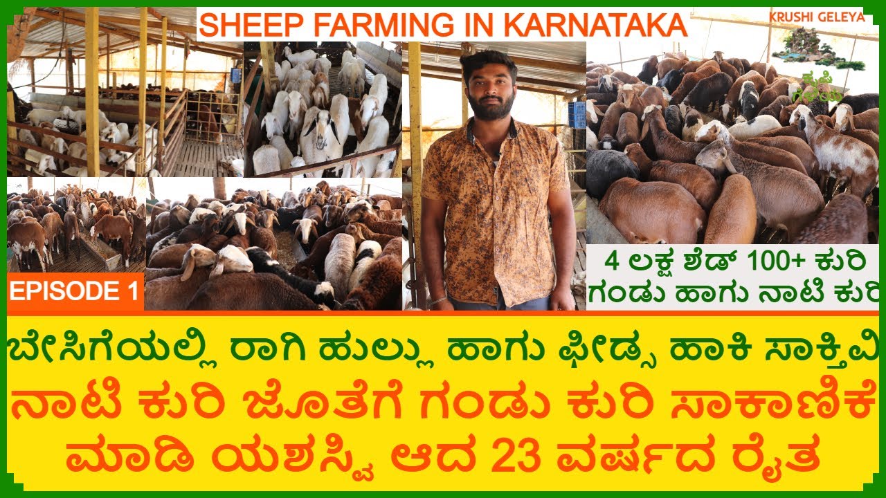 15 ಕುರಿ ಇಂದ ಇವತ್ತು 100+ ಕುರಿ ಸಾಕಾಣಿಕೆ | Sheep Farming In Karnataka ...