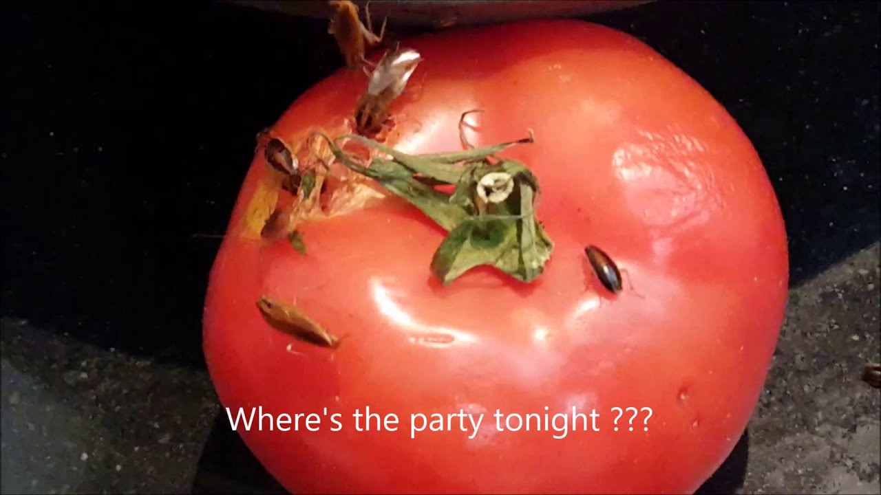 Cockroaches having party tonight | funny video | support animal ...