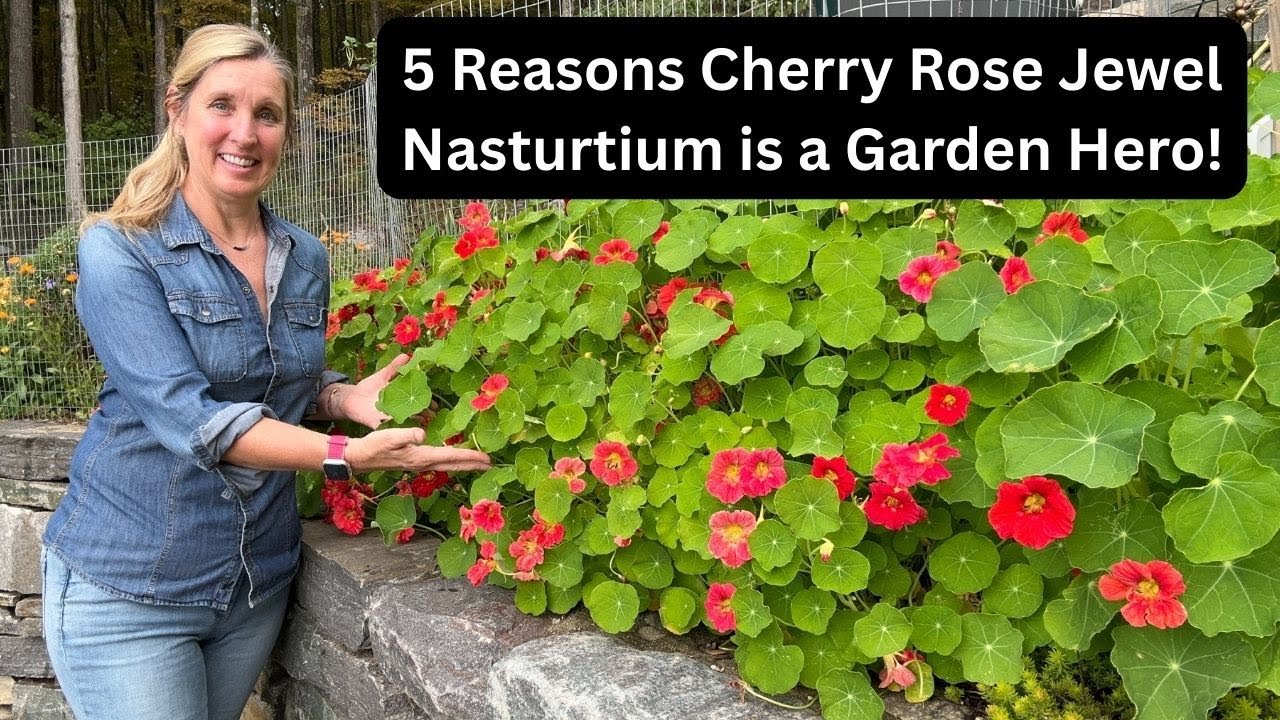 5 Reasons Cherry Rose Jewel Nasturtium is a Garden Hero! - YouTube