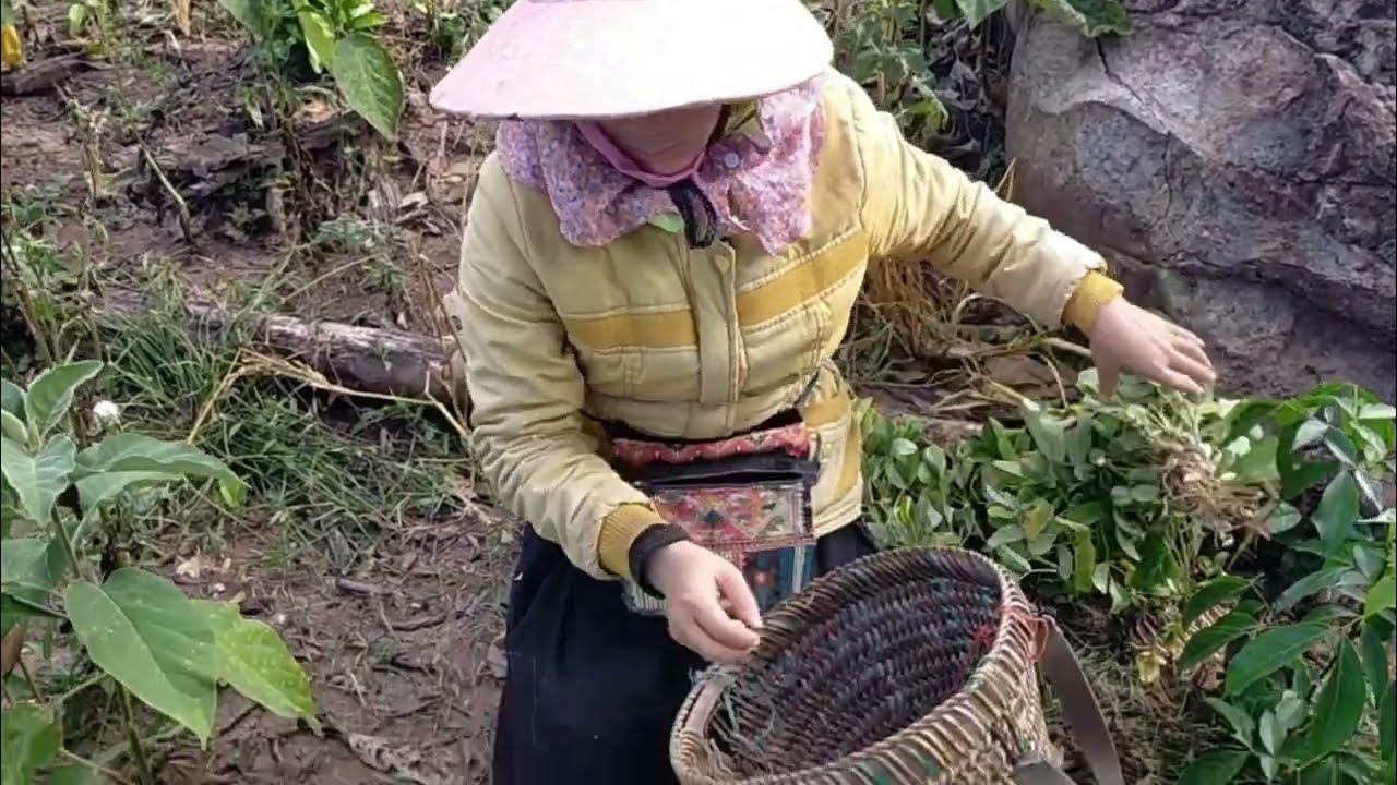 kuv niam peb mus rho txiv laum huaj xeeb thiab ntais pob kws pem teb - YouTube