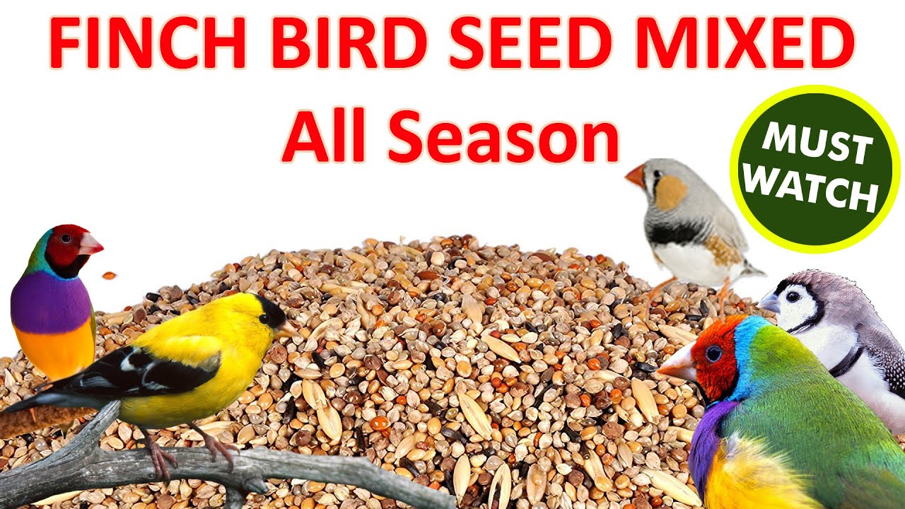How to Make Finch Bird's Seed Mixed For Winter Or Any Season . | फिंच ...