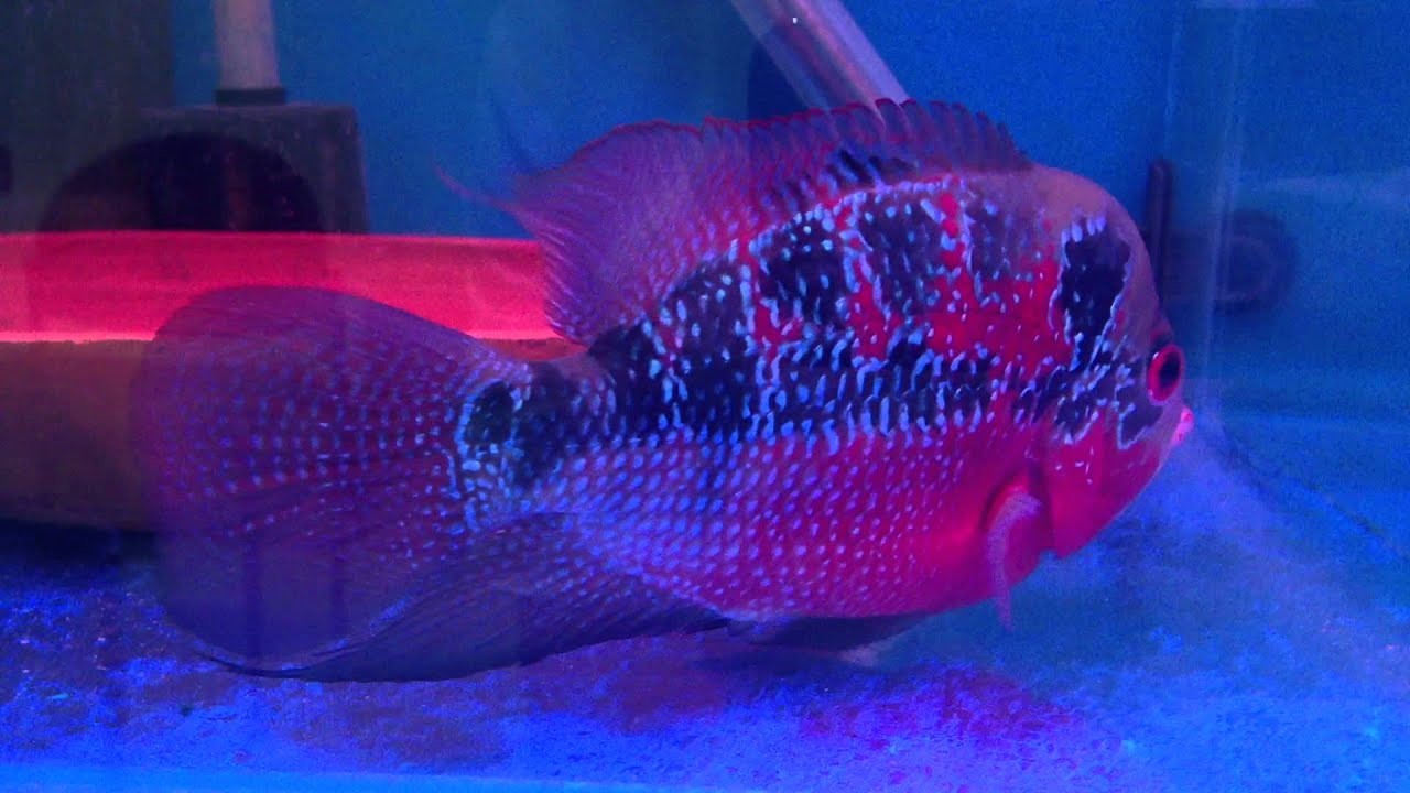 flowerhorn breeding 8/20/13 - YouTube