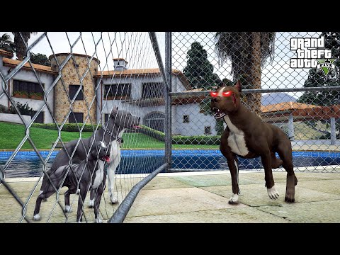 YAVRU PİTBULL ÜVEY ABİSİ MARCUS'LA TANIŞIYOR VE DÖVÜŞÜYOR! - GTA 5 PİTBULLUN HAYATI