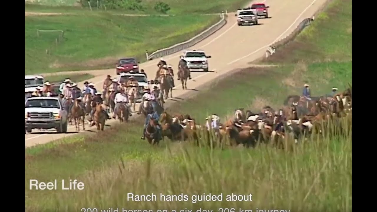 Trail ride 2005 - Wild horse round up for the Calgary Stampede, From ...