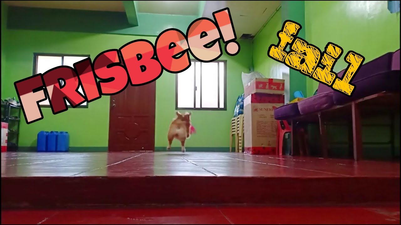 FRISBEE DOG FAIL - YouTube