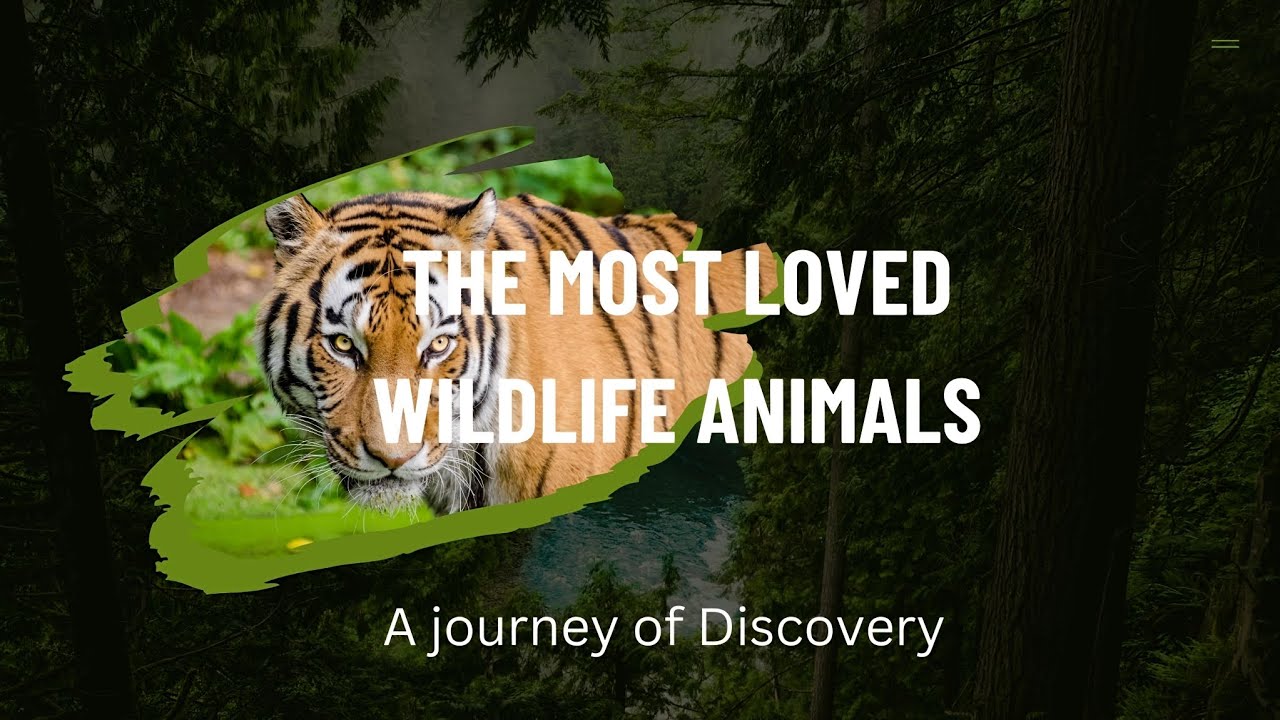 The most Loved Wildlife Animals: A journey of Discovery #wildlife - YouTube